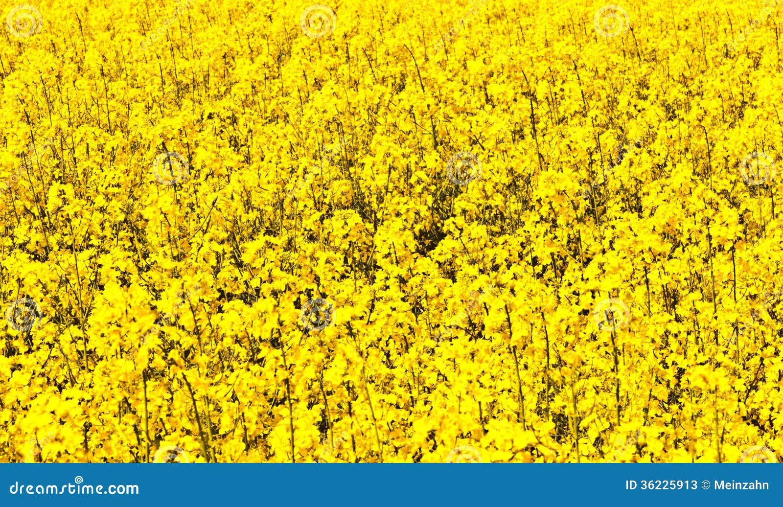 Beautiful fields in spring stock image. Image of pattern - 36225913