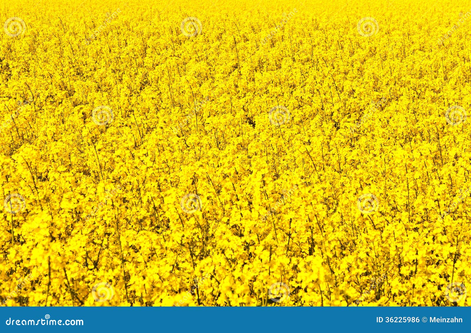 Beautiful fields in spring stock photo. Image of outside - 36225986