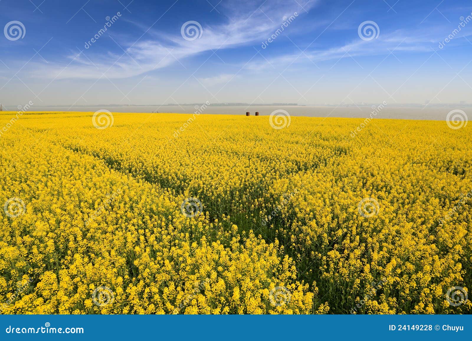 Beautiful rapeseed field stock photo. Image of grow, landscape - 24149228