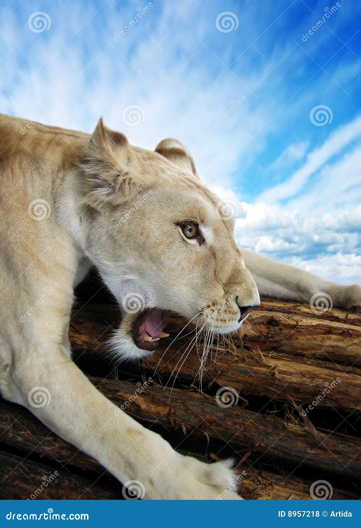 Beautiful Rare African White Lionesses Stock Photo - Image of africa ...