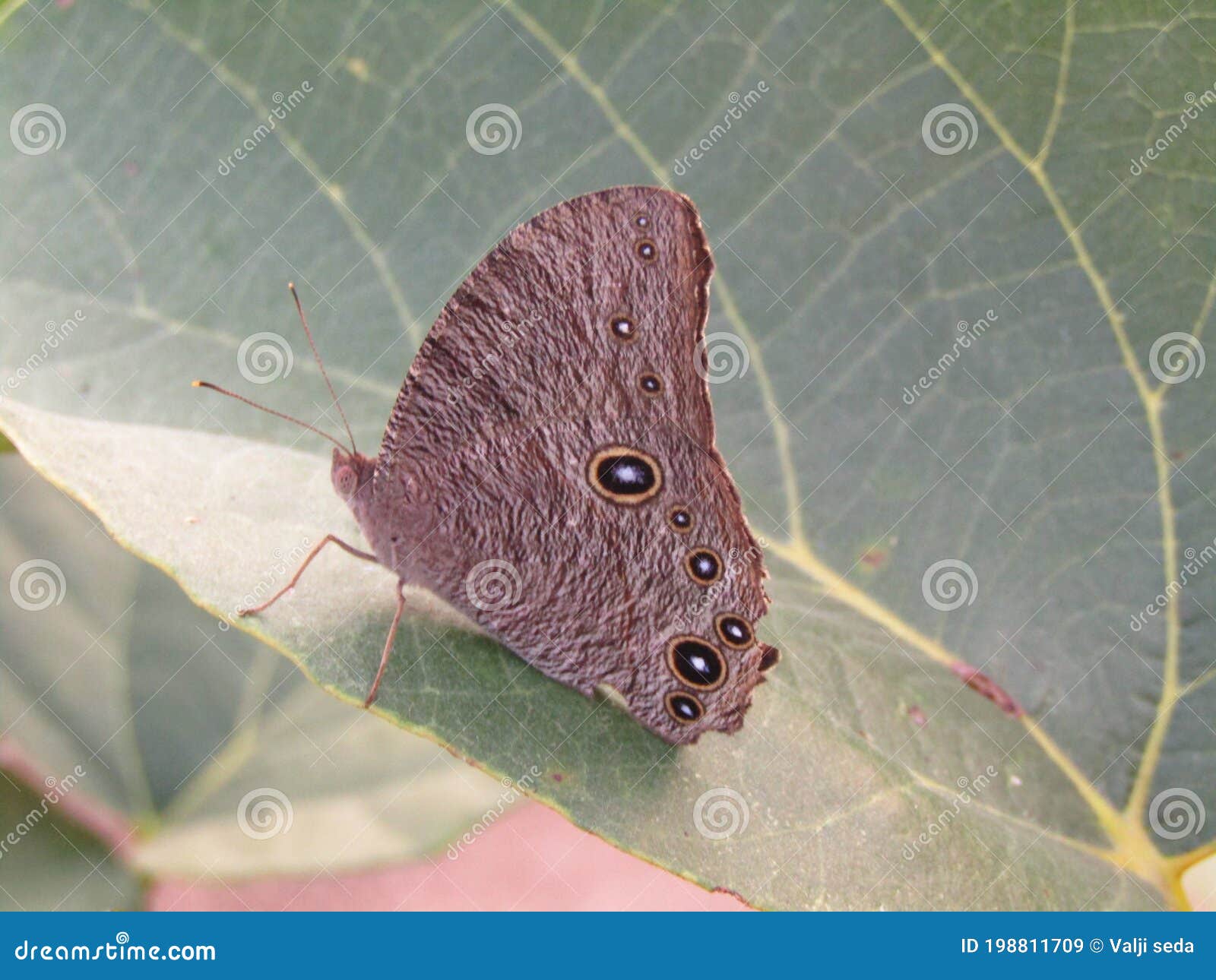 Beautiful Rare Butterflies on Leaf and Rare Colors. Stock Image - Image ...