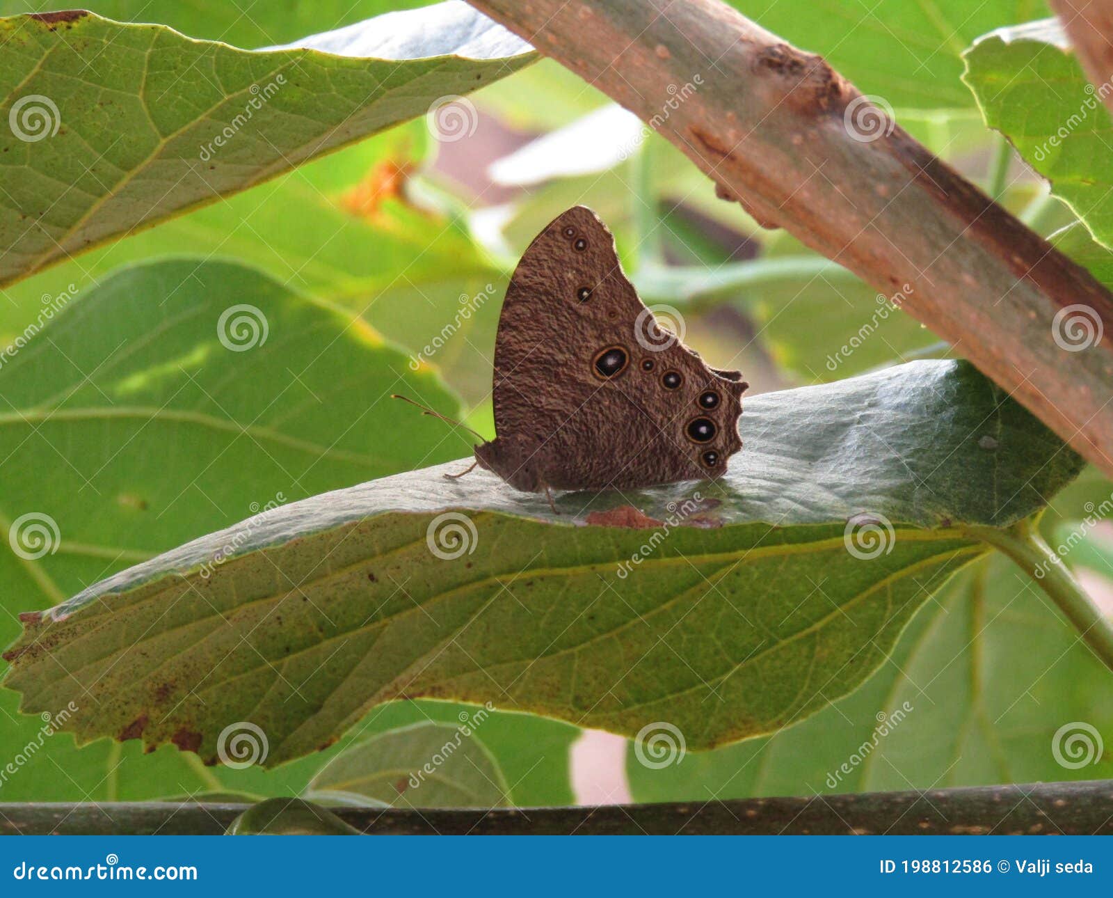 Beautiful Rare Butterflies on Leaf and Rare Colors. Stock Photo - Image ...