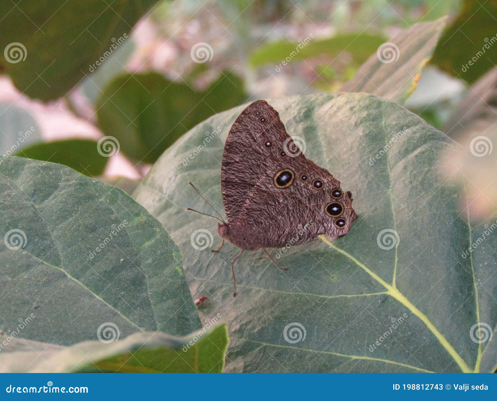 Beautiful Rare Butterflies on Leaf and Rare Colors. Stock Image - Image ...