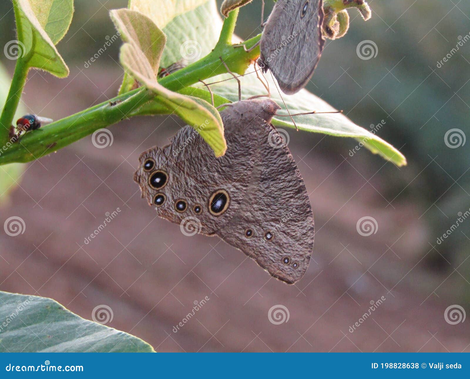 Beautiful Rare Butterflies on Leaf and Rare Colors. Stock Photo - Image ...