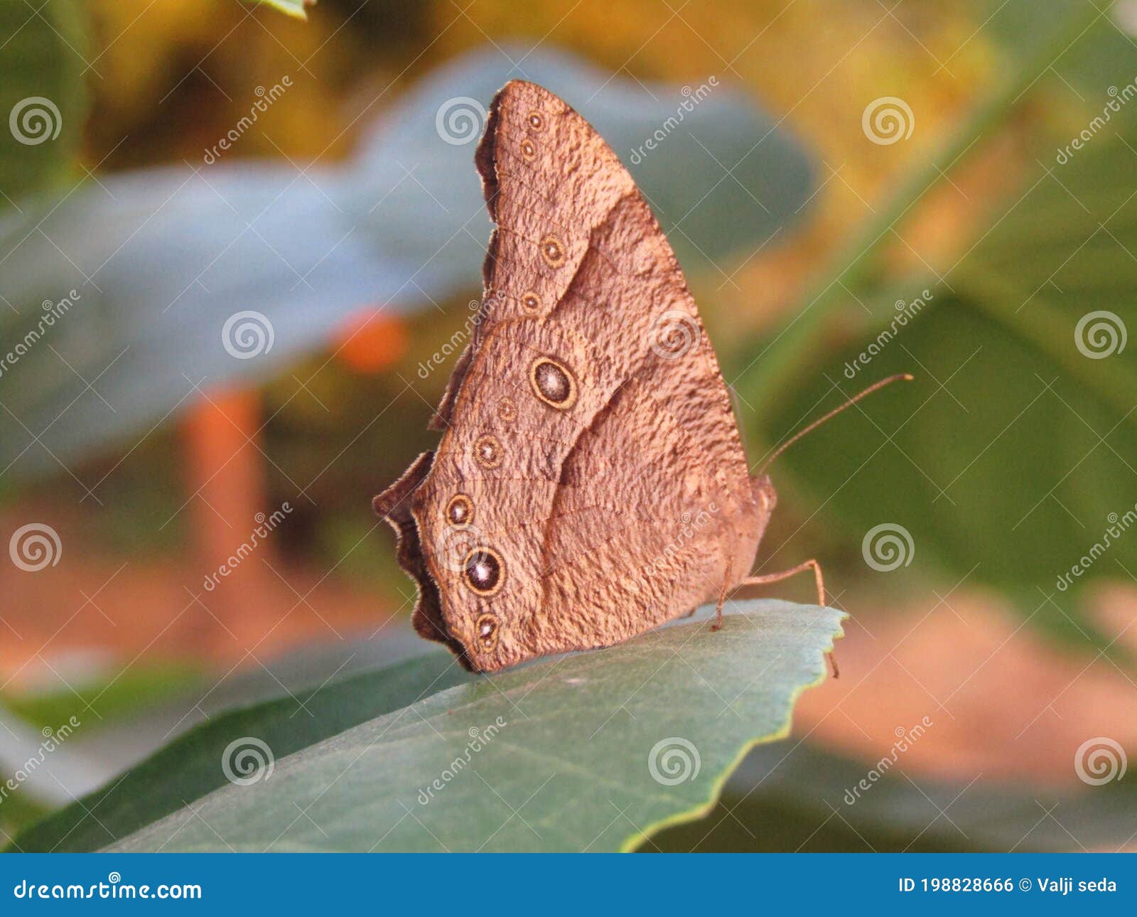 Beautiful Rare Butterflies on Leaf and Rare Colors. Stock Photo - Image ...