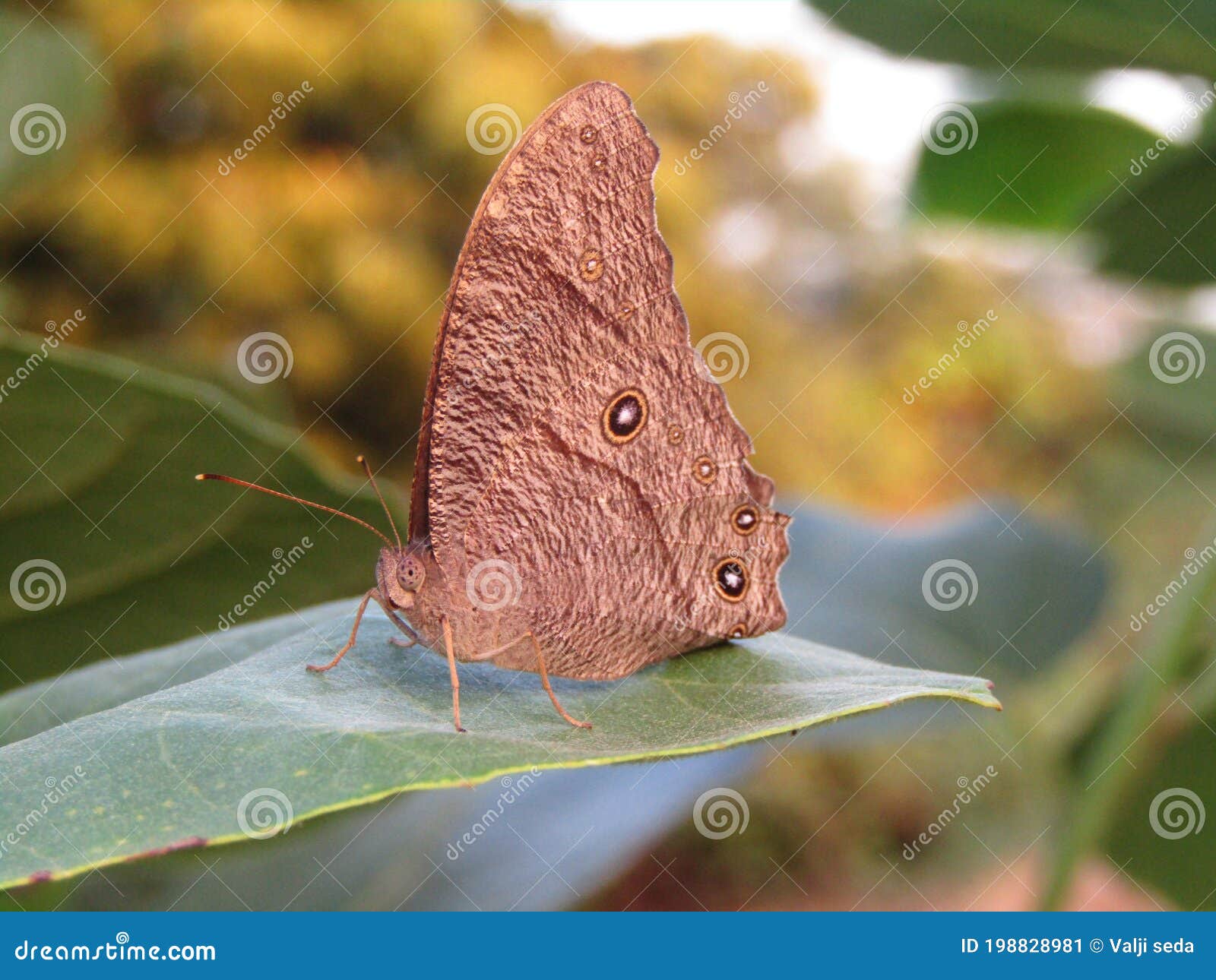 Beautiful Rare Butterflies on Leaf and Rare Colors. Stock Image - Image ...