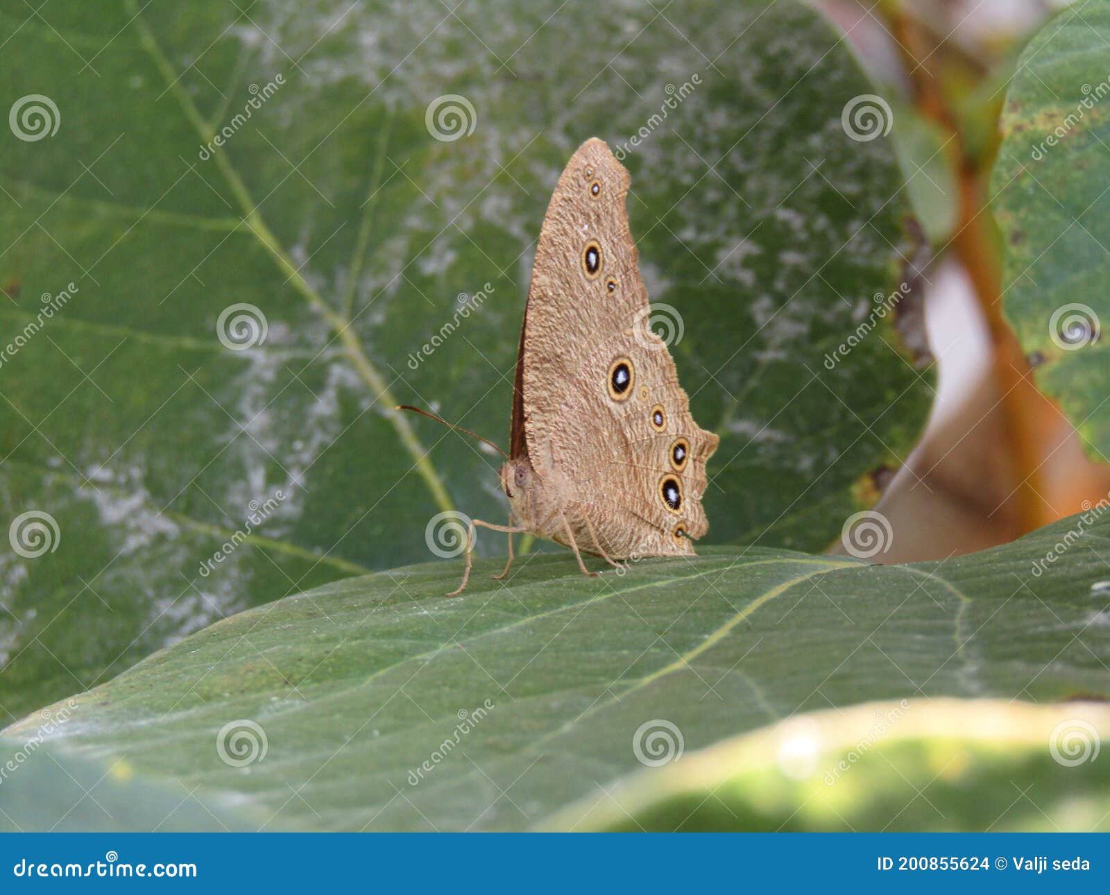 Beautiful Rare Color and Rare Butterfly on Leaf. Stock Photo - Image of ...