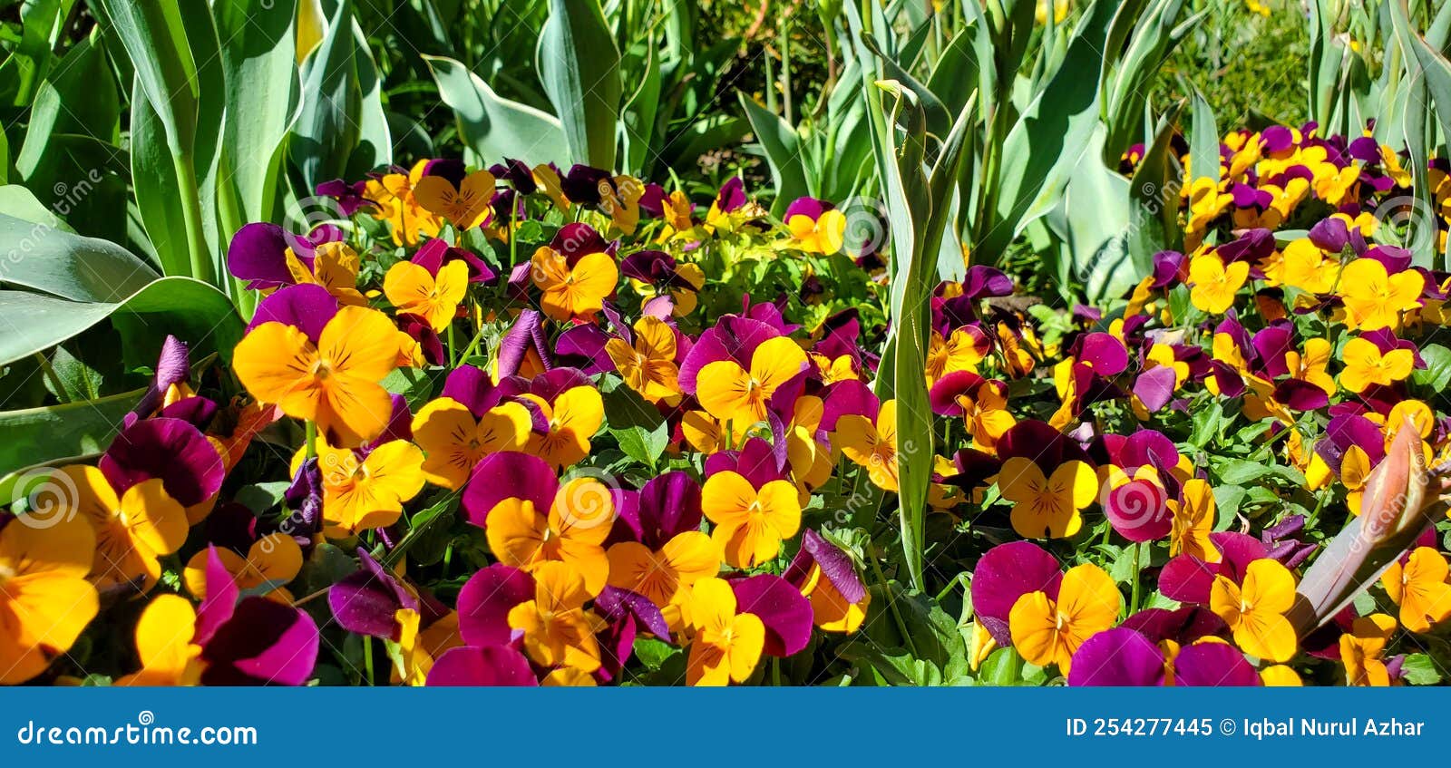 Beautiful Rare Flower at Getty Museum Stock Image - Image of yellow ...