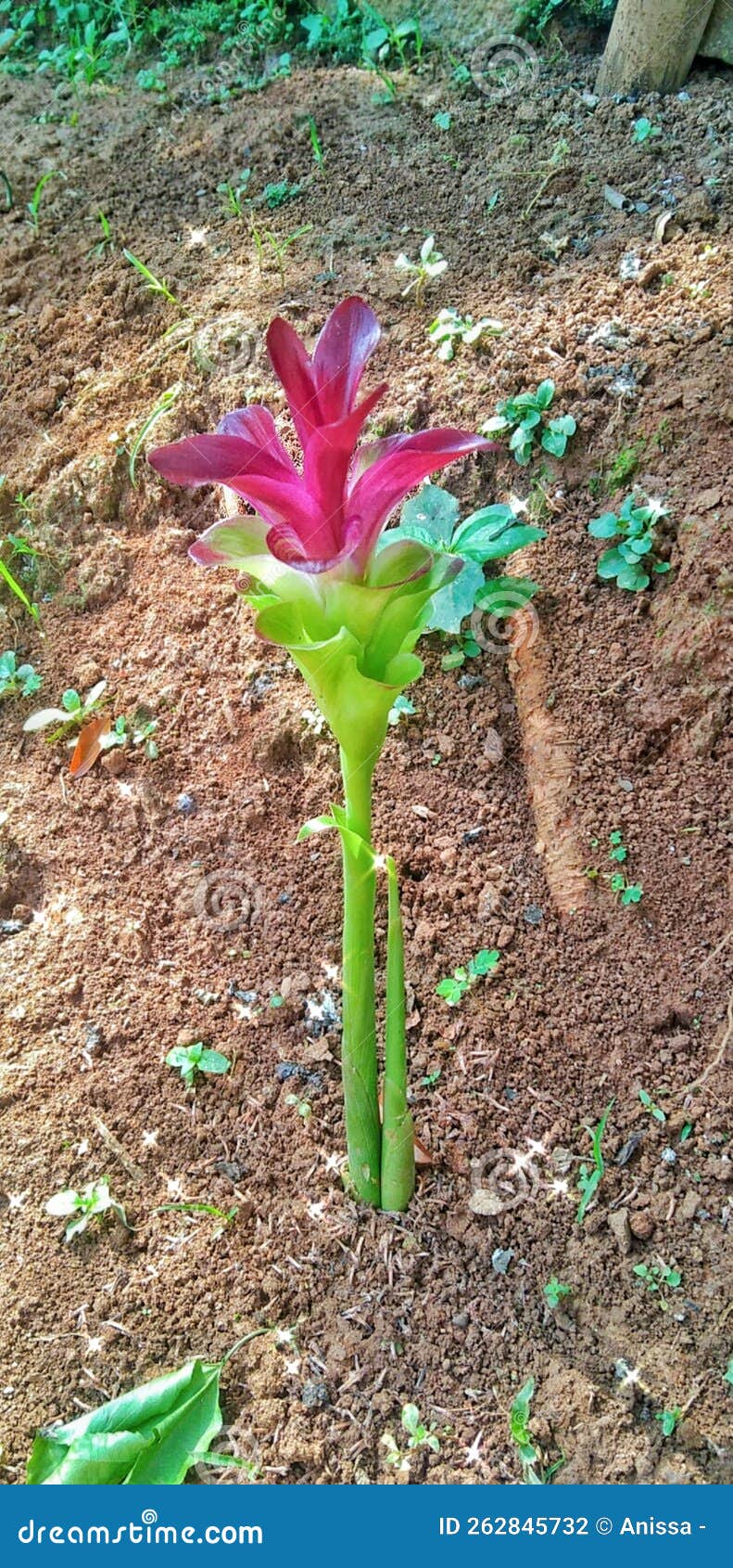 Beautiful Rare Flower in Indonesia Stock Photo - Image of flower, beuty ...