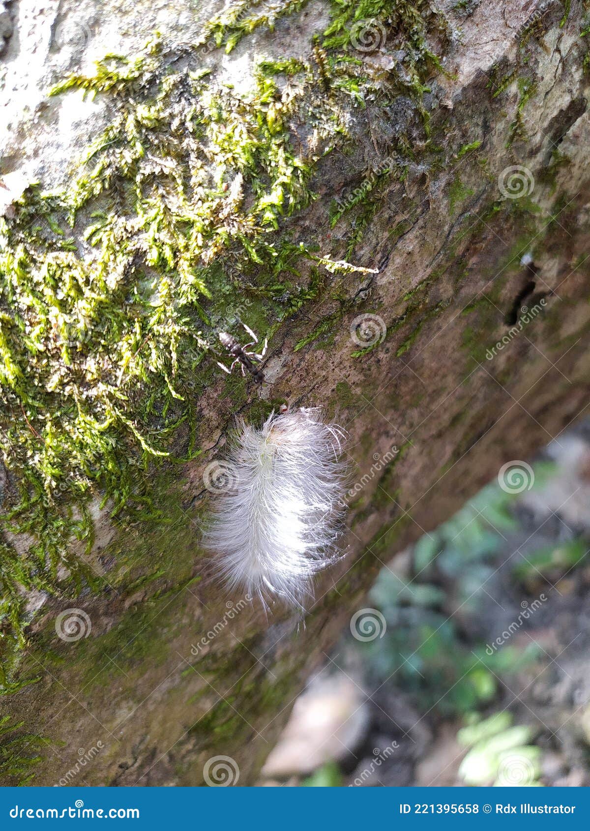 A Beautiful Rare Insects in the Tree. Stock Photo - Image of wilderness ...