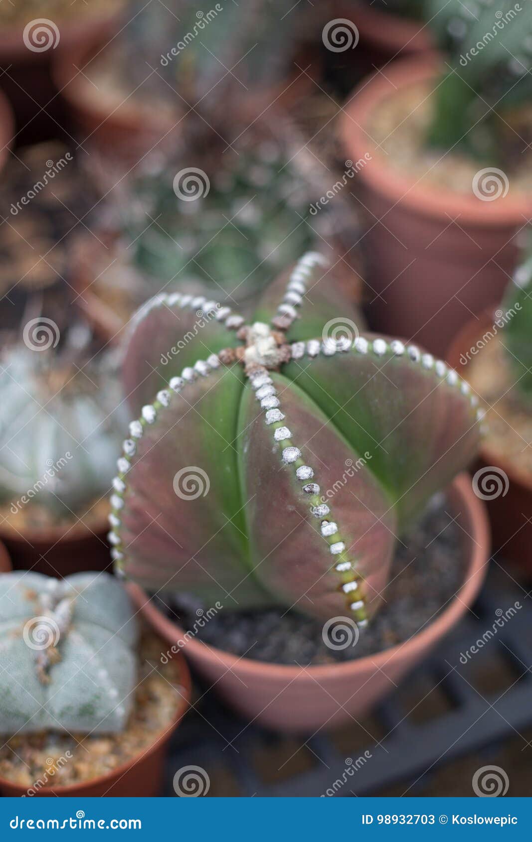 Beautiful Rare Star Cactus in a Pot Stock Image - Image of shop, cactus ...