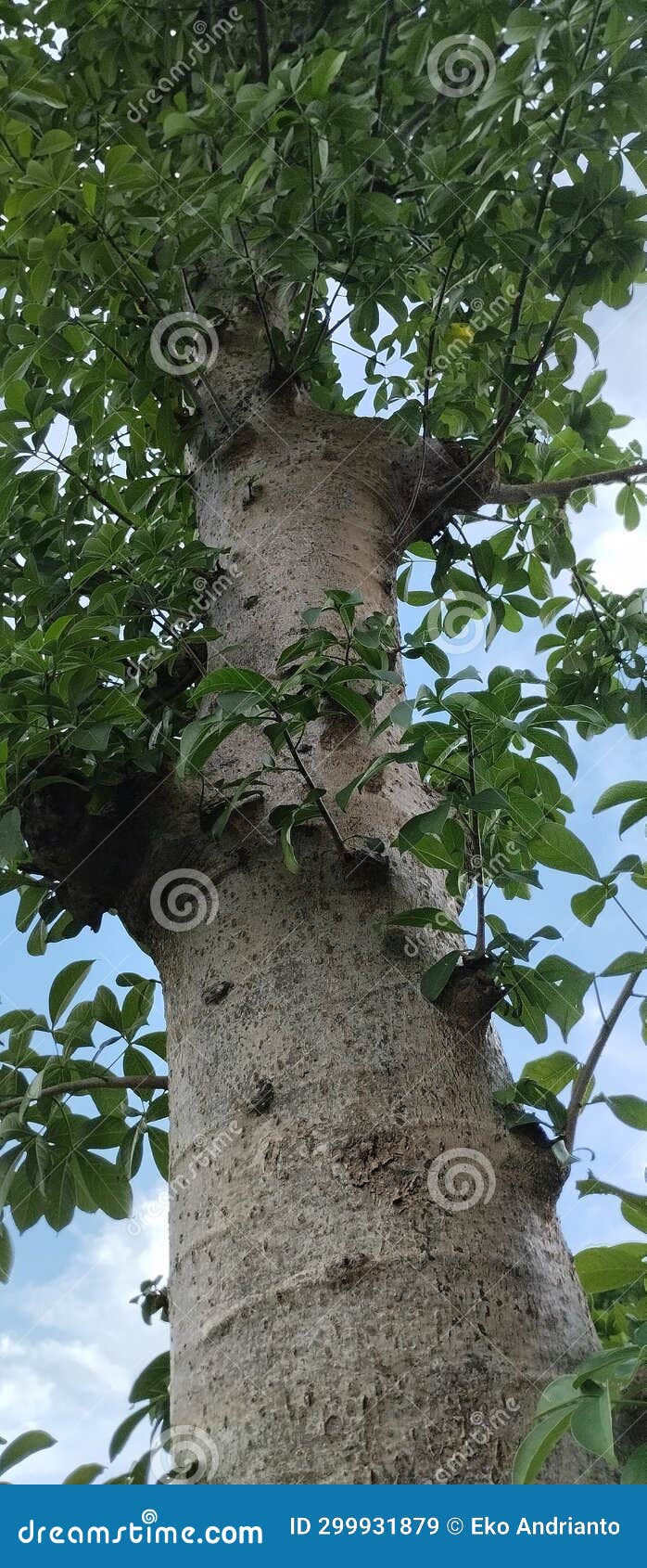 A Beautiful Rare Tree in the World Stock Image - Image of rare ...