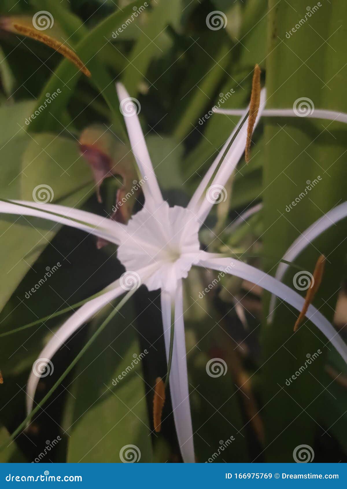 Beautiful and Rare White Flower Stock Image - Image of beautifulrare ...