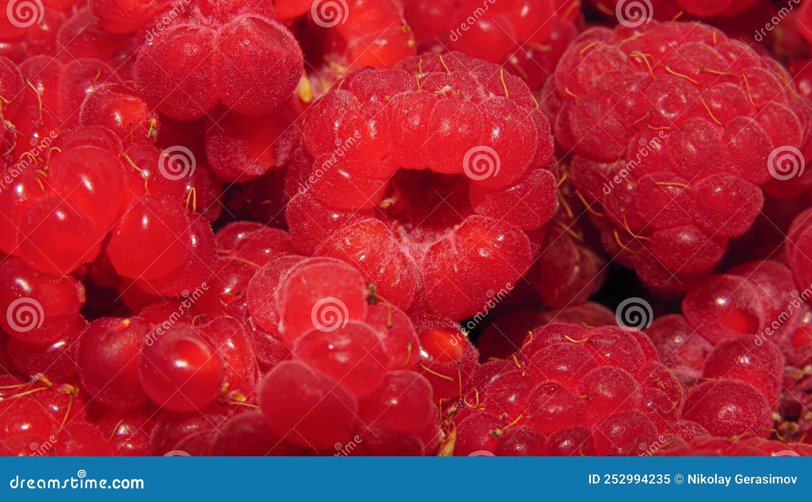 Beautiful Raspberries. Texture of Fresh Ripe Raspberries Stock Image ...