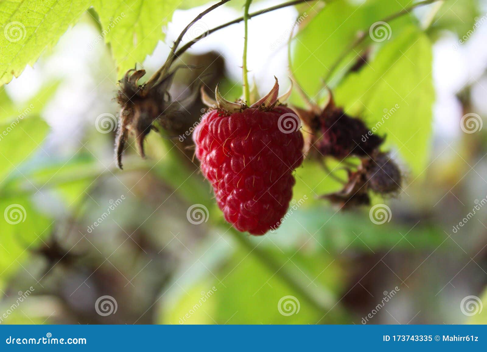 Beautiful Raspberry on a Branch with a Blurred Background Stock Image ...