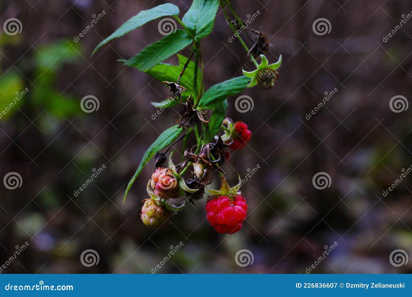 Beautiful Raspberry Branch in the Forest in Autumn Stock Image - Image ...