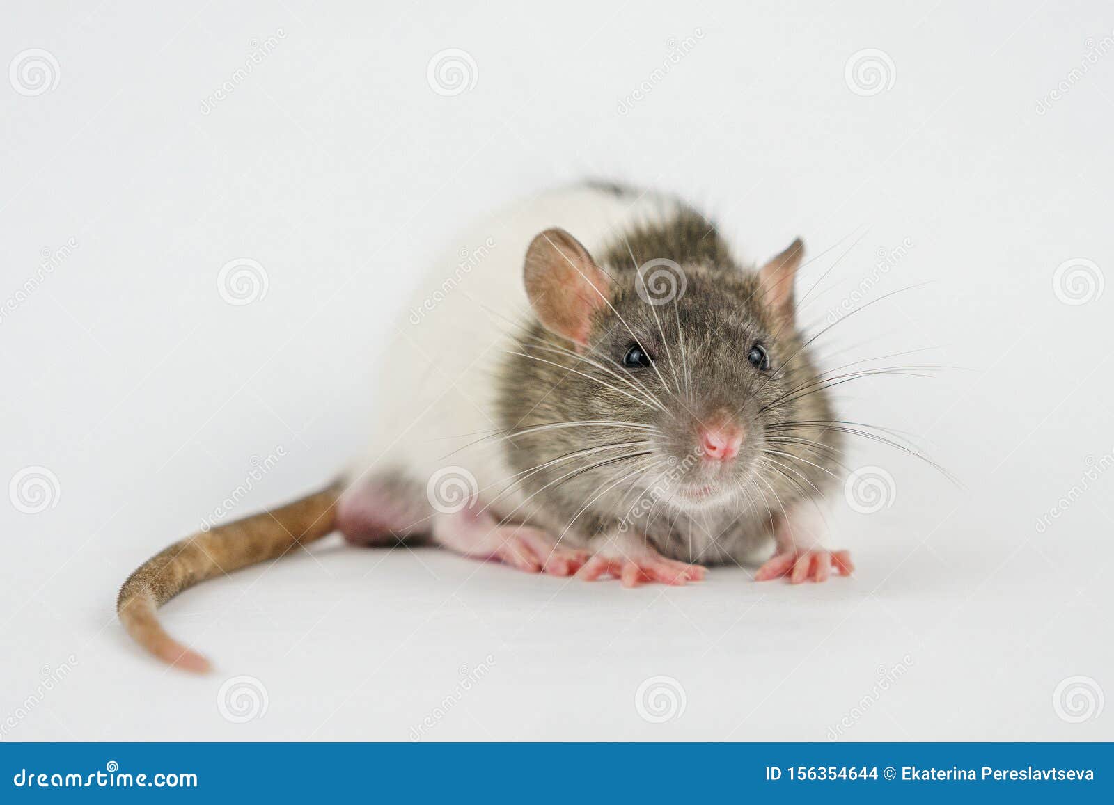 Beautiful Rat Closeup on White Background Watching Stock Photo - Image ...