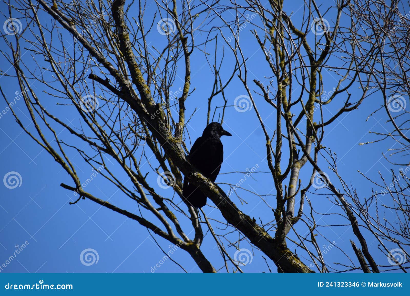 Raven In A Bold Tree Royalty-Free Stock Photography | CartoonDealer.com ...