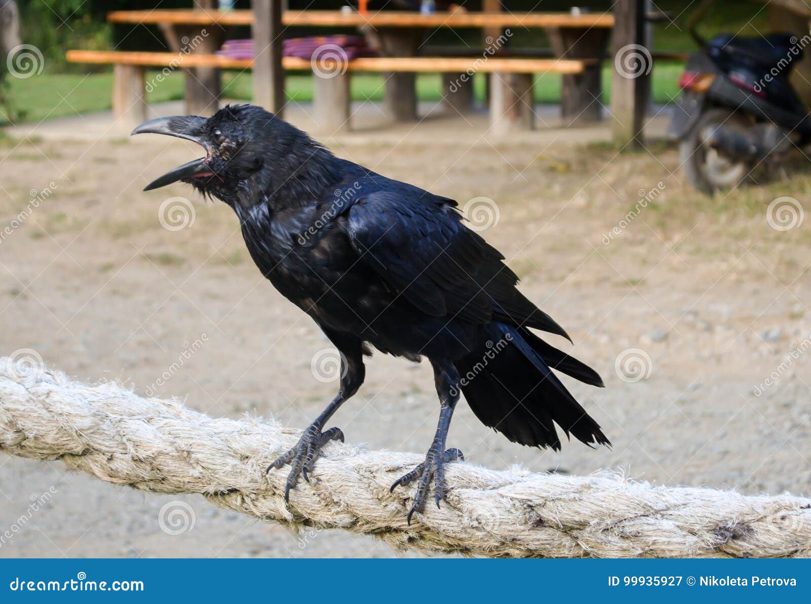 Raven stock image. Image of beauty, wildlife, raven, animal - 99935927