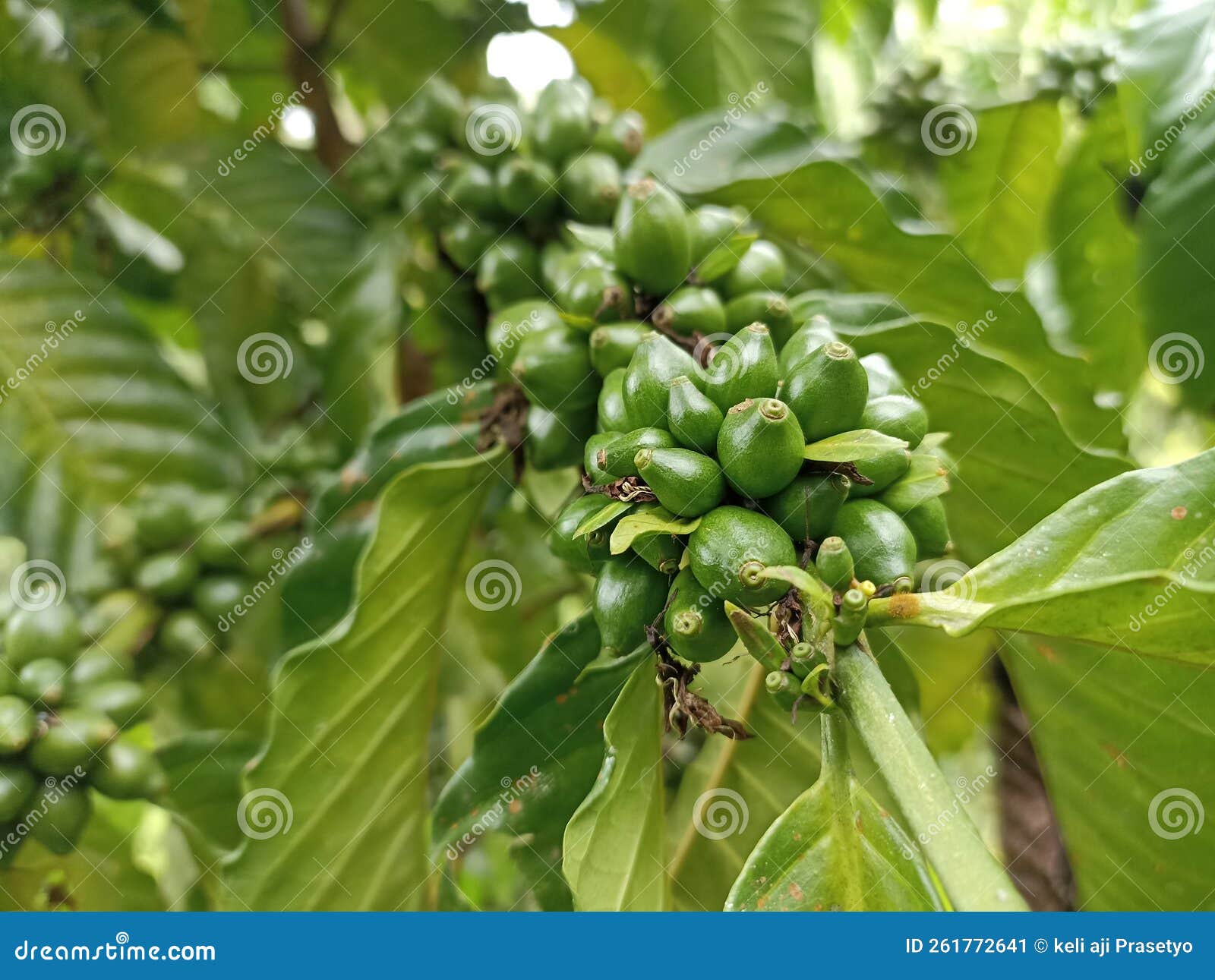 Beautiful Raw Coffee in the Garden Stock Image - Image of coffee, green ...