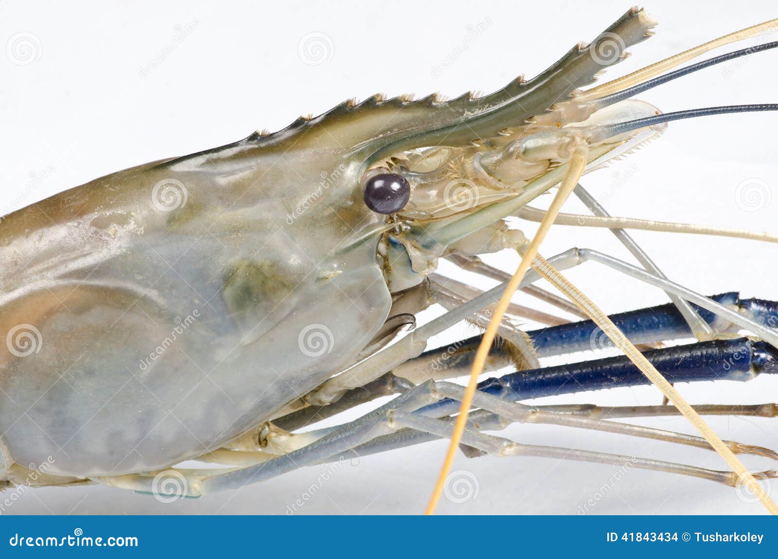 Beautiful Raw Fresh Lobster Prawns Stock Photo - Image of prawns, fresh ...