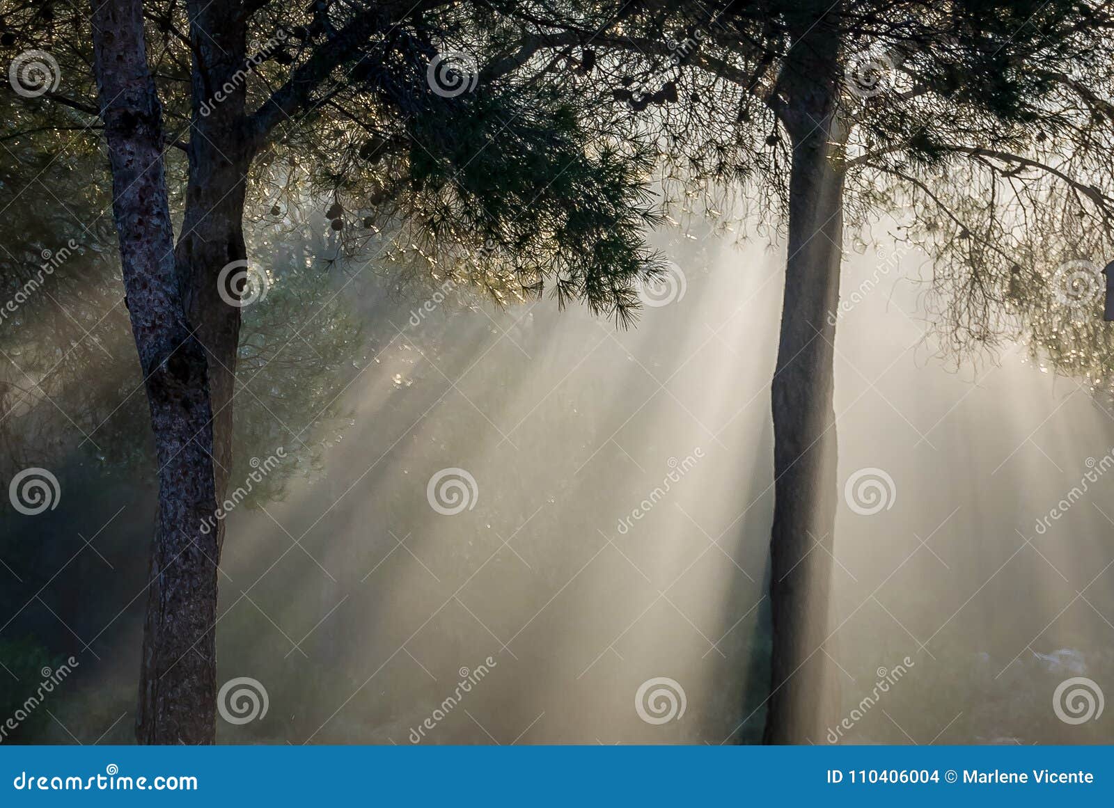 Rays of light stock photo. Image of nature, sunrise - 110406004