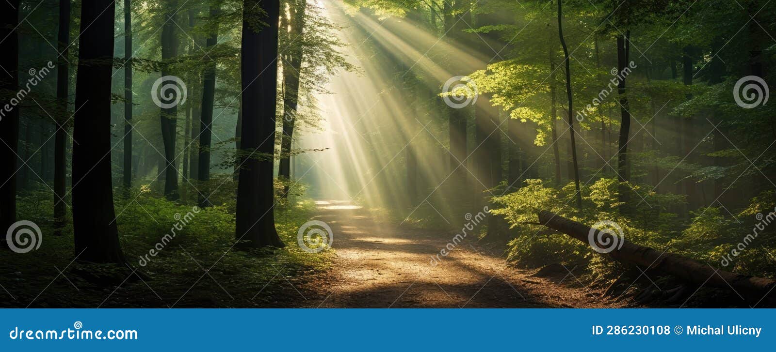 Beautiful Rays of Sun Light in Green Magic Forest. Copy Space for Text ...