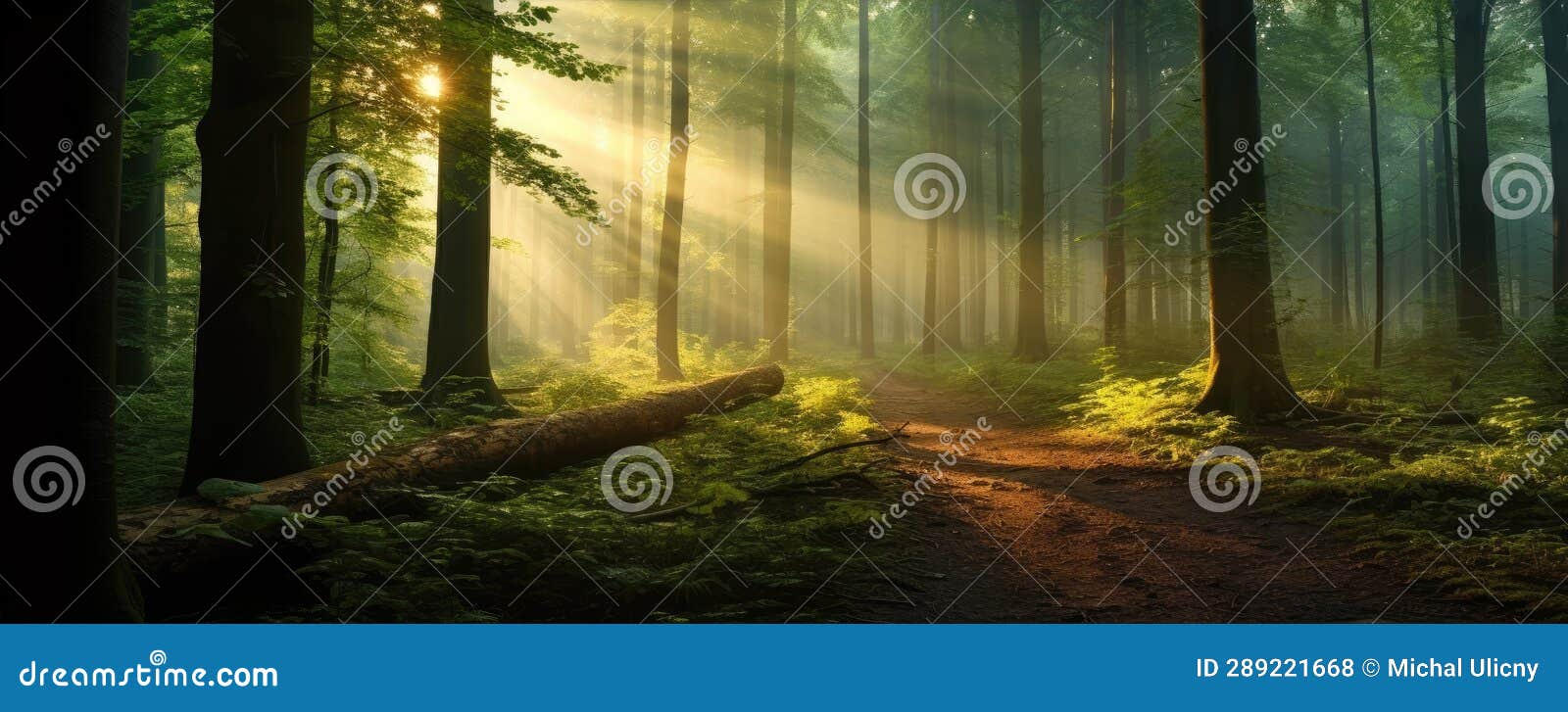 Beautiful Rays of Sun Light in Green Magic Forest. Copy Space for Text ...