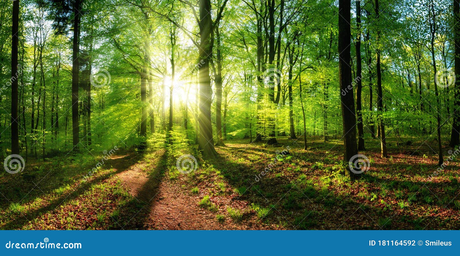 Beautiful Rays of Sunlight in a Green Forest Stock Photo - Image of ...