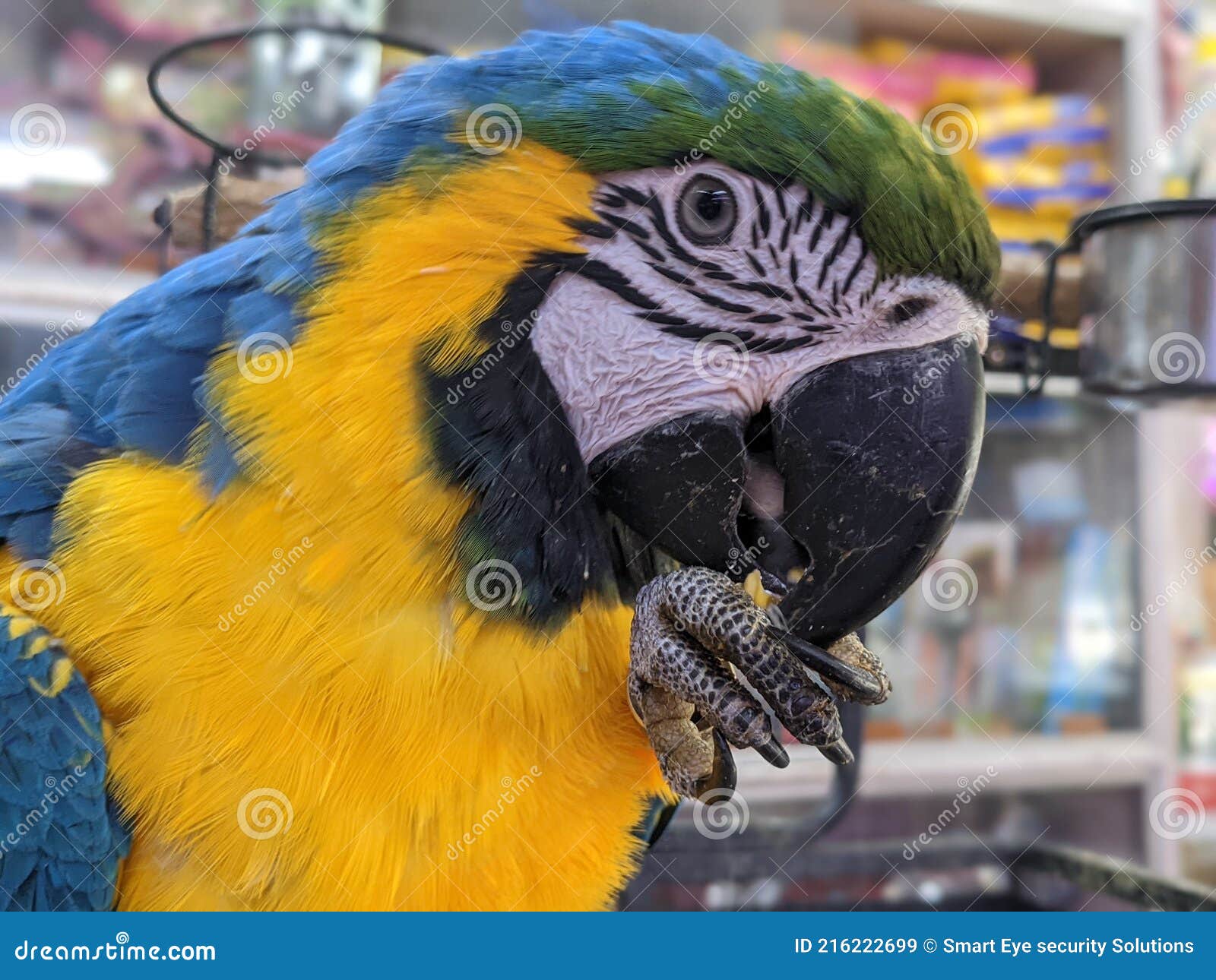 Beautiful Reaction of Mako Parrot Head2 Stock Image - Image of quail ...