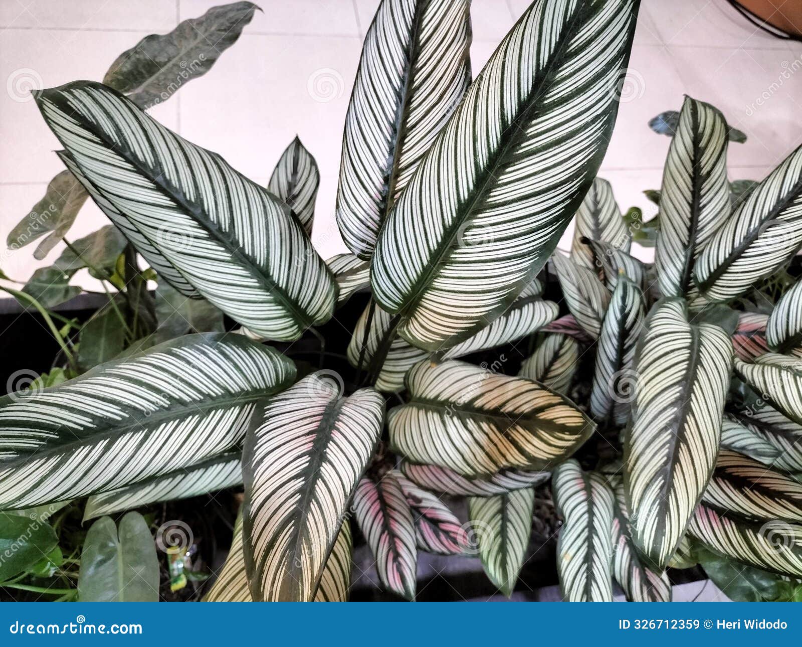 Beautiful Real Plant with Unique Leaf Pattern Suitable for Interior ...