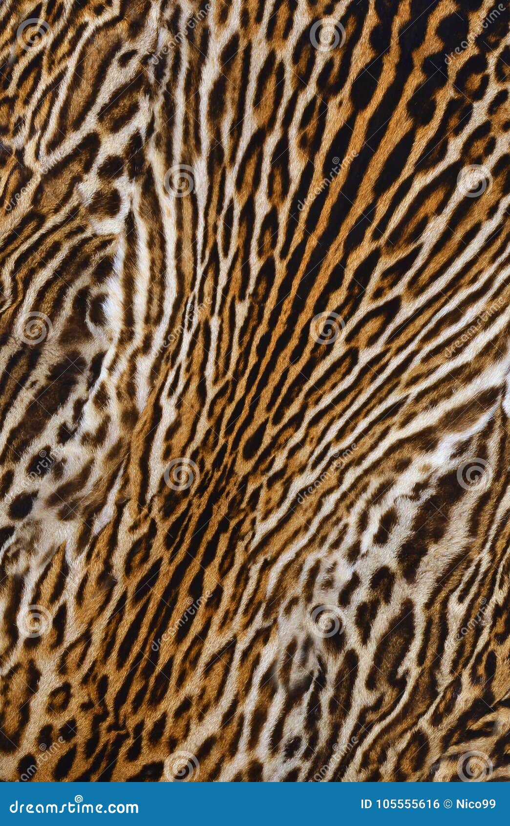Beautiful Real Skin of Leopard Stock Photo - Image of coat, cats: 105555616