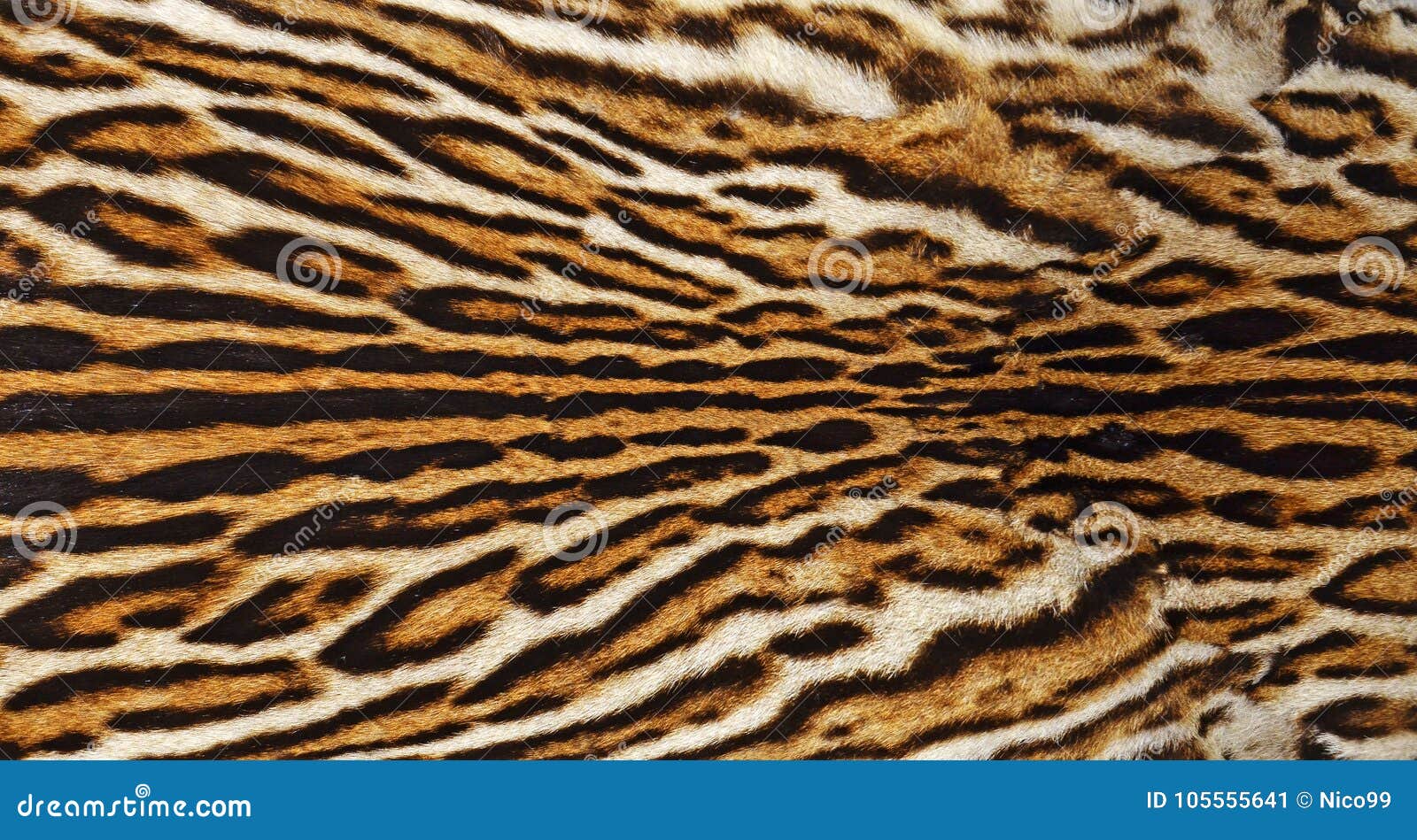 Beautiful Real Skin of Leopard Stock Image - Image of background ...