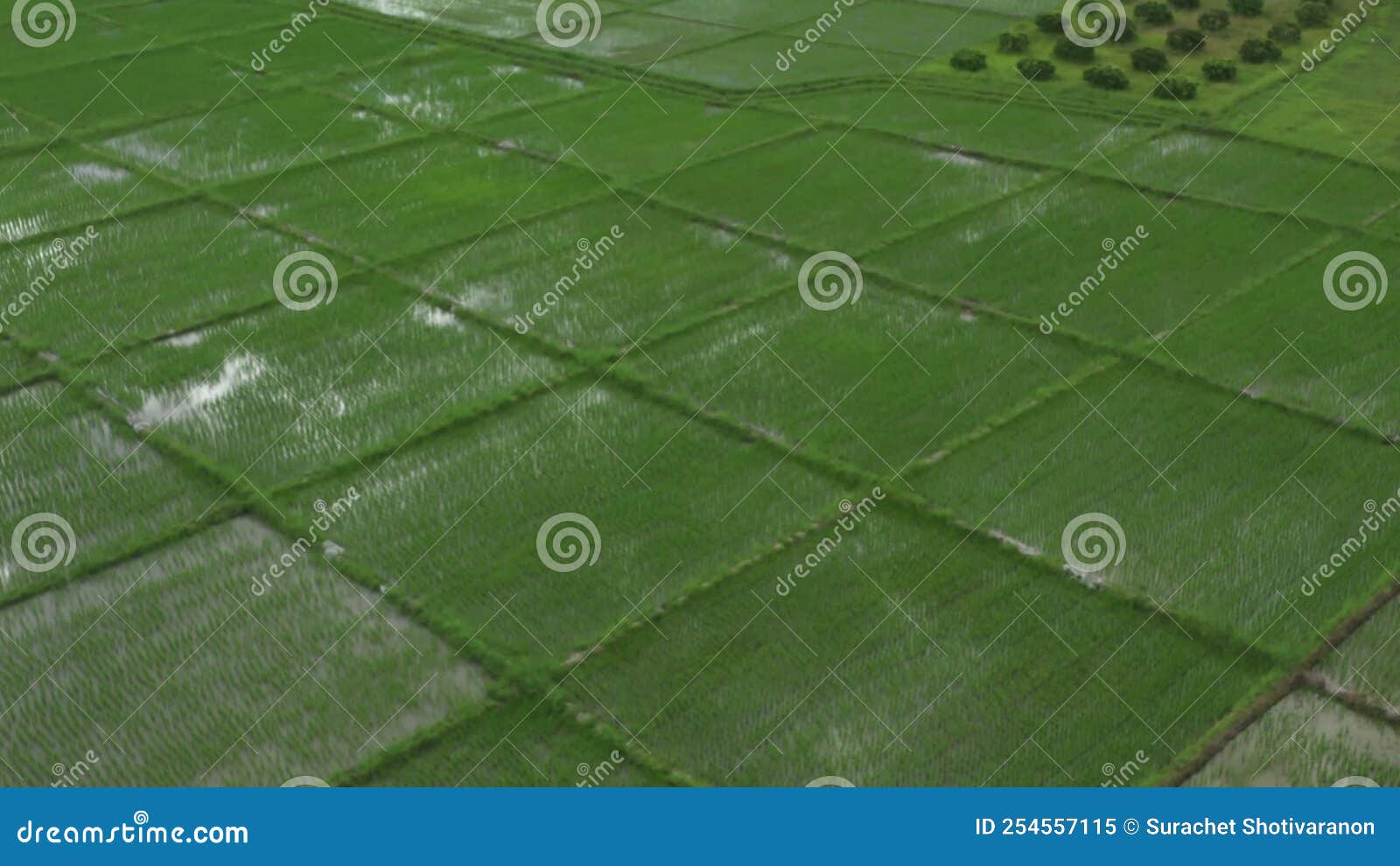 Beautiful Rectangle Green Paddy Rice Field from Drone View, Thailand ...