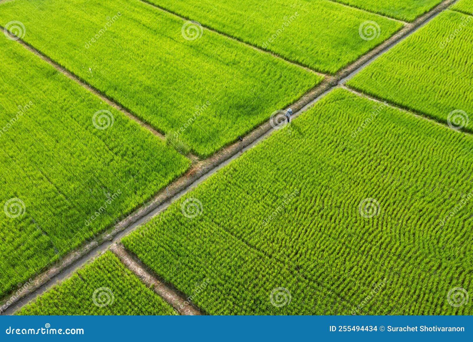 Beautiful Rectangle Green Paddy Rice Field from Drone View, Thailand ...