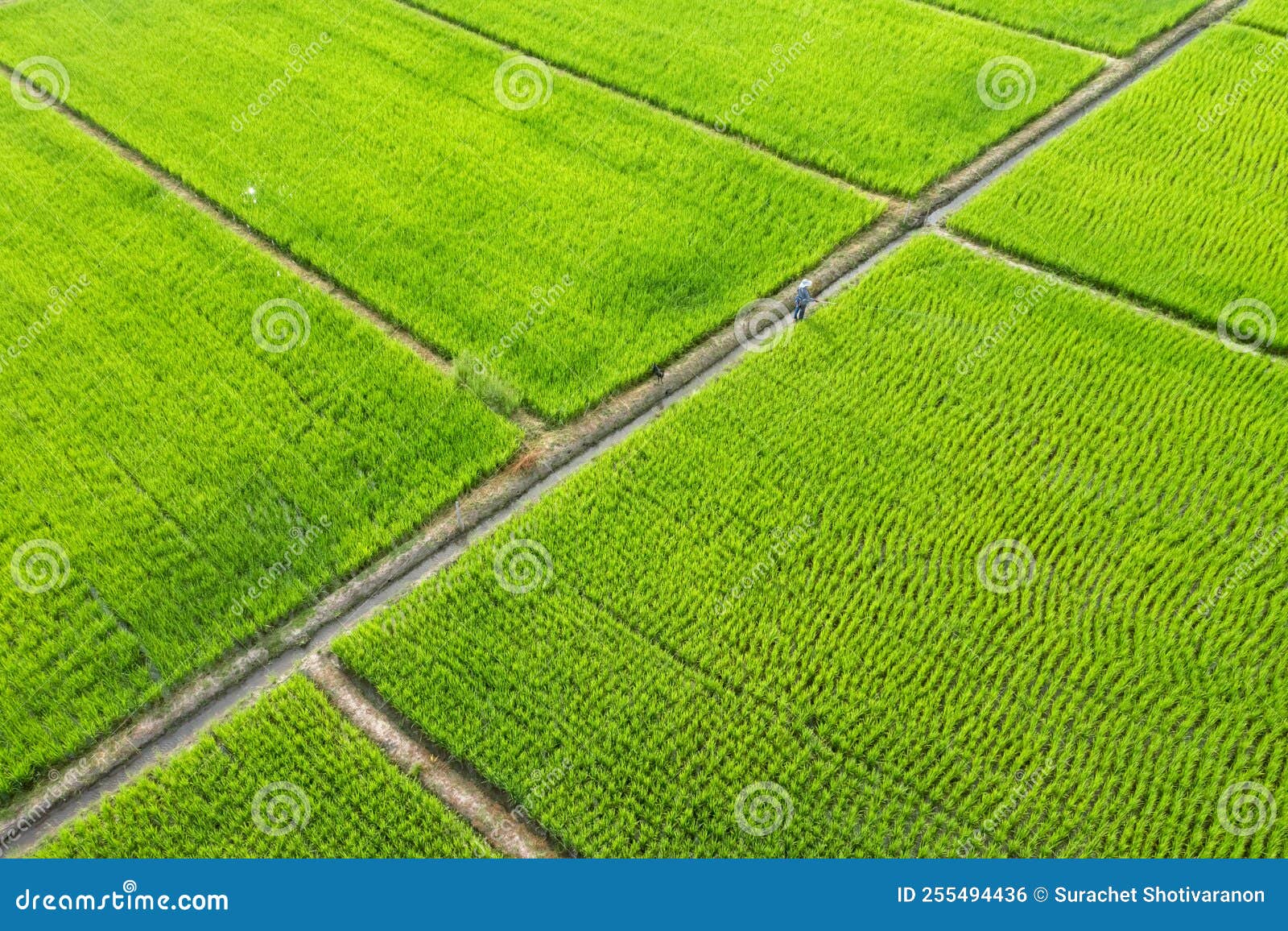 Beautiful Rectangle Green Paddy Rice Field from Drone View, Thailand ...