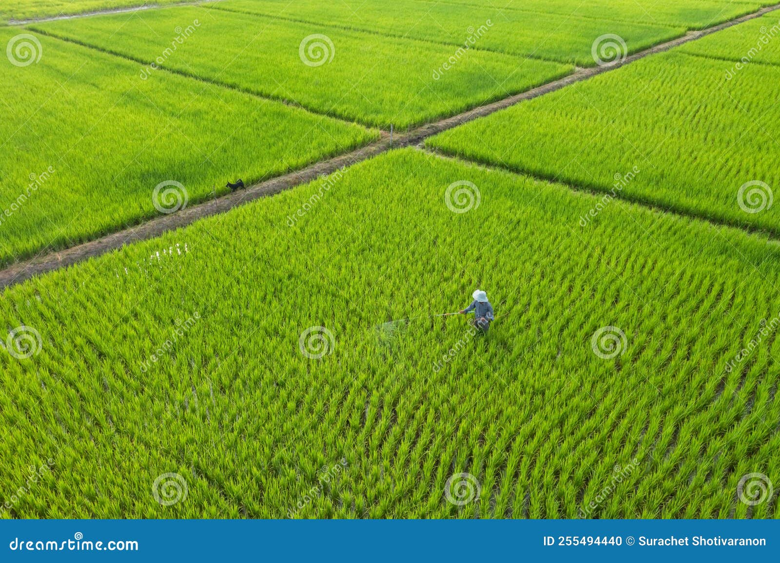 Beautiful Rectangle Green Paddy Rice Field from Drone View, Thailand ...