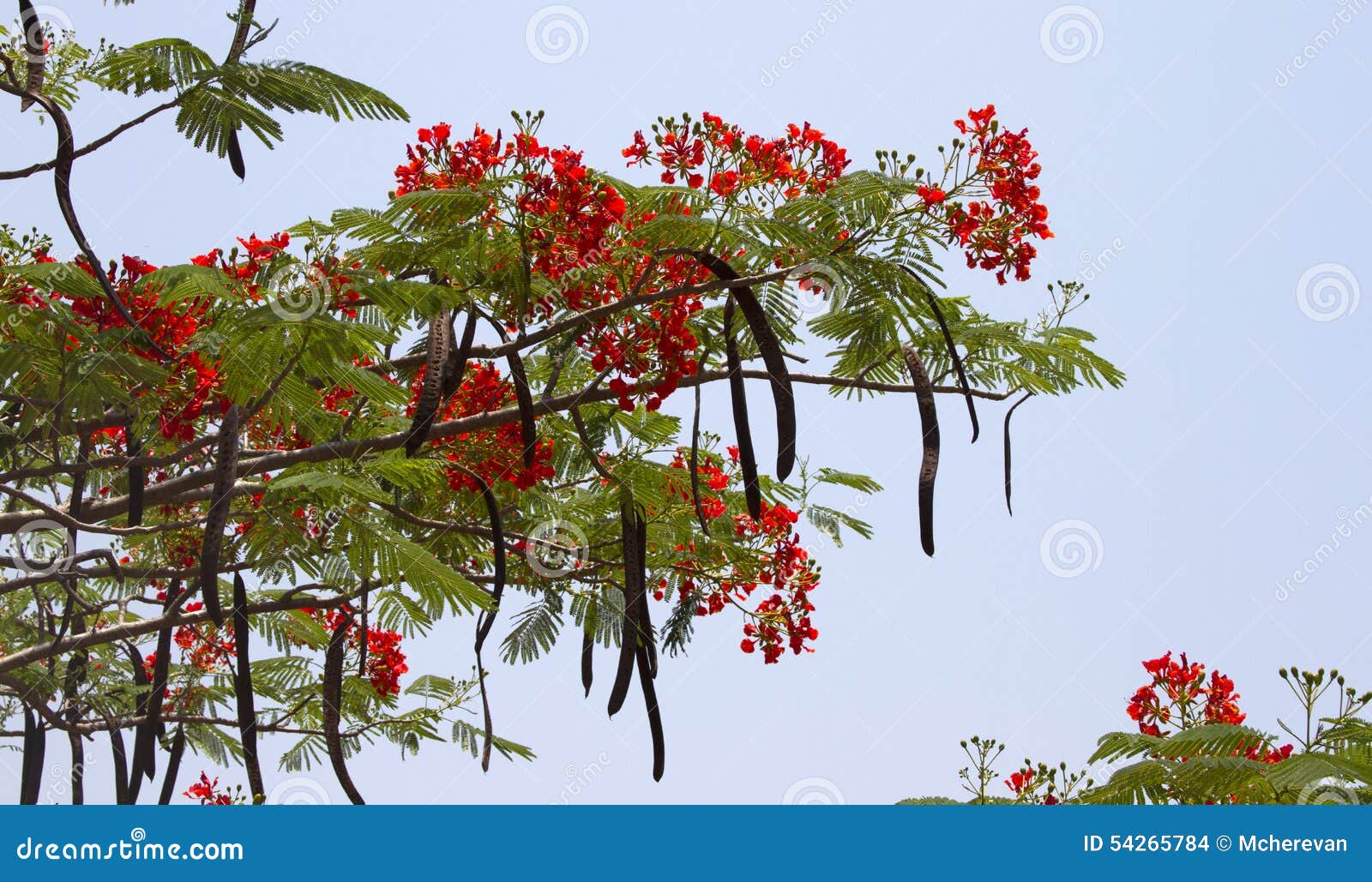 Beautiful Red Acacia Branches. India Goa. Stock Photo - Image of ...