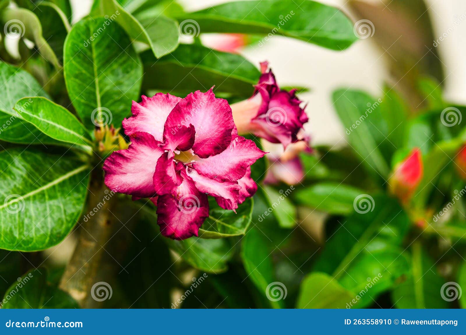 Beautiful red Adenium stock photo. Image of plant, background - 263558910