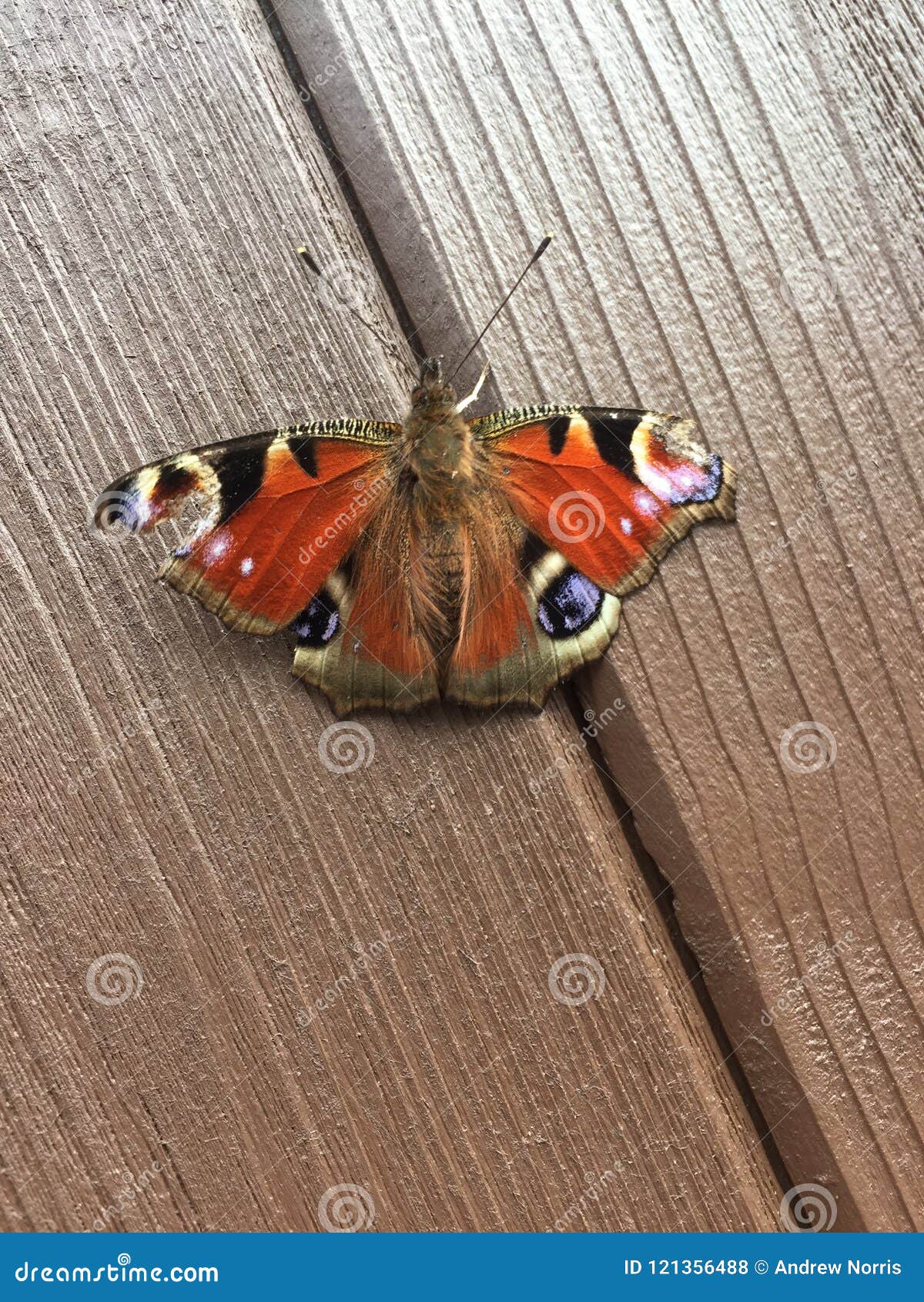 Buttefly stock photo. Image of british, colours, colourful - 121356488