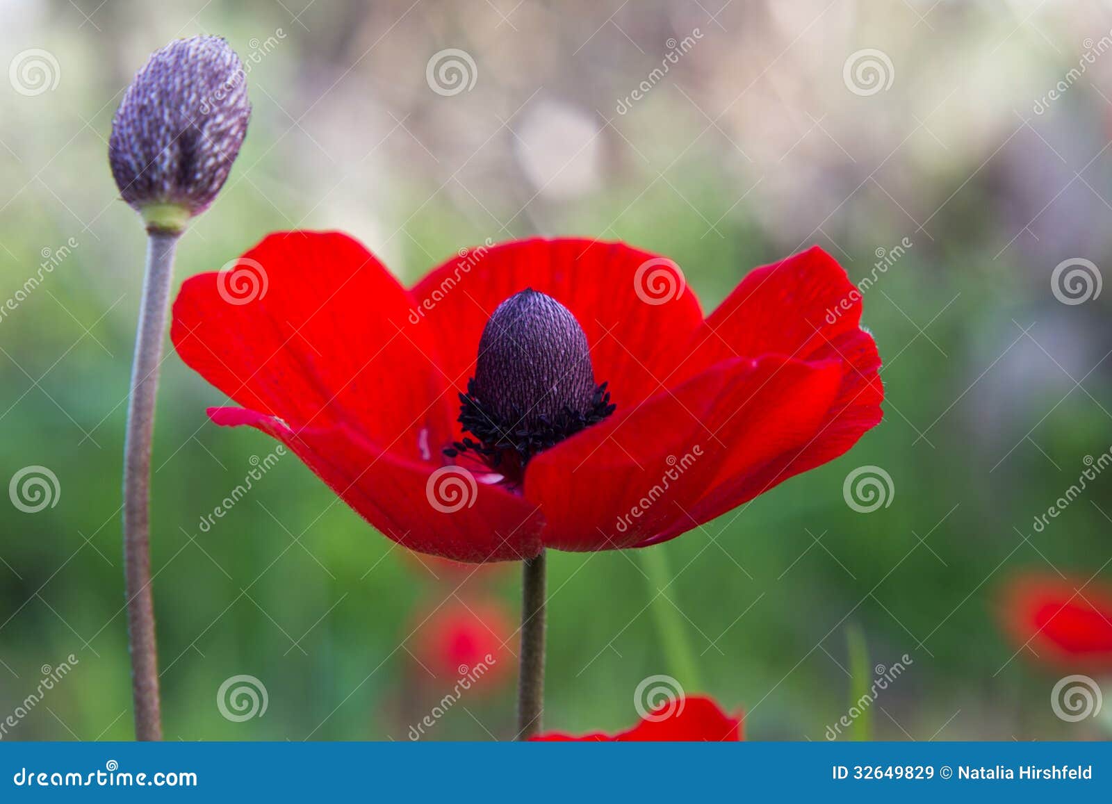 Beautiful Red Anemone on the Field Stock Image - Image of color, grass ...