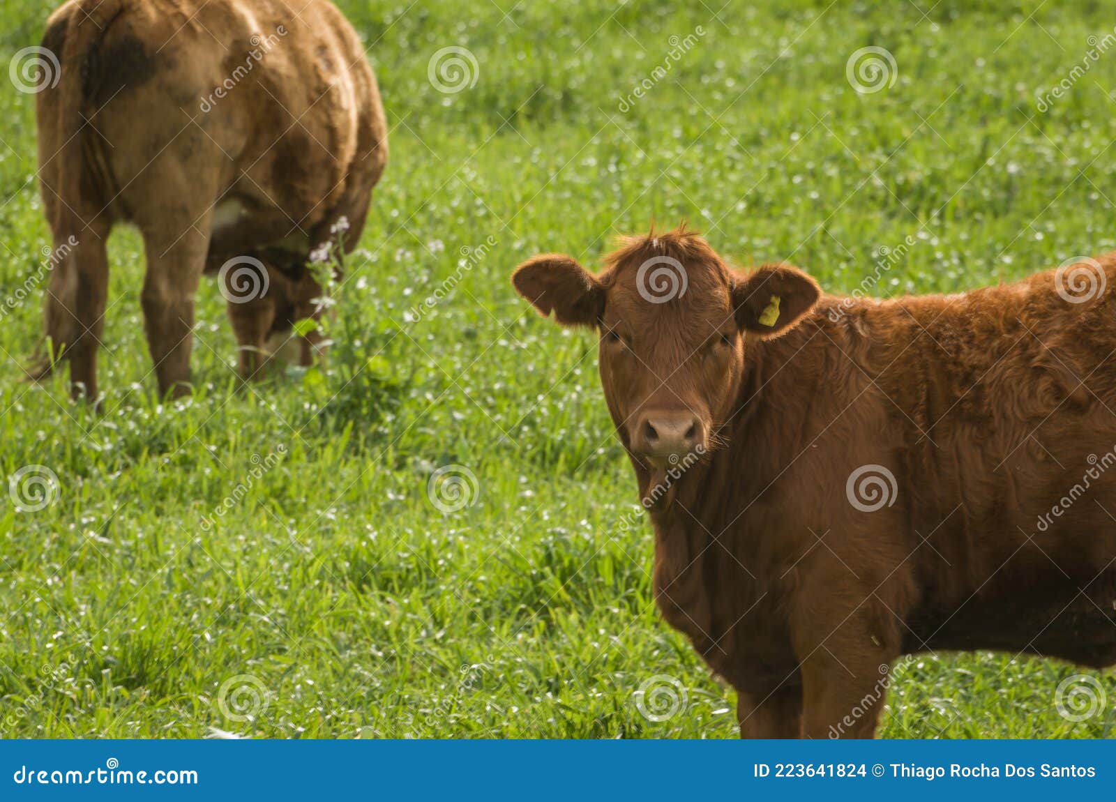 Beautiful Calves Grazing In The Meadow Quietly Happy Farm Animals Stock ...