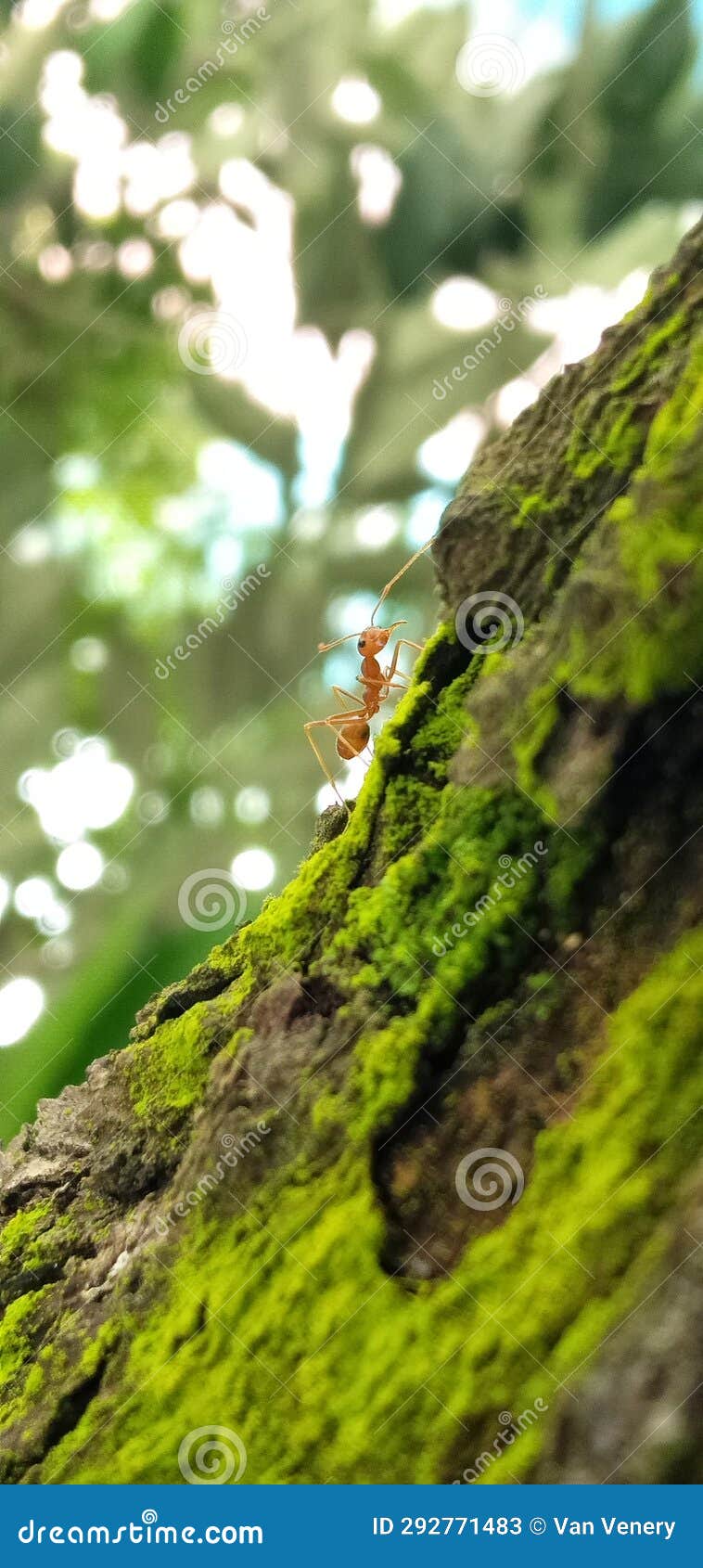 Beautiful Red Ant on a Tree is Walking / One of the Cutest Little ...