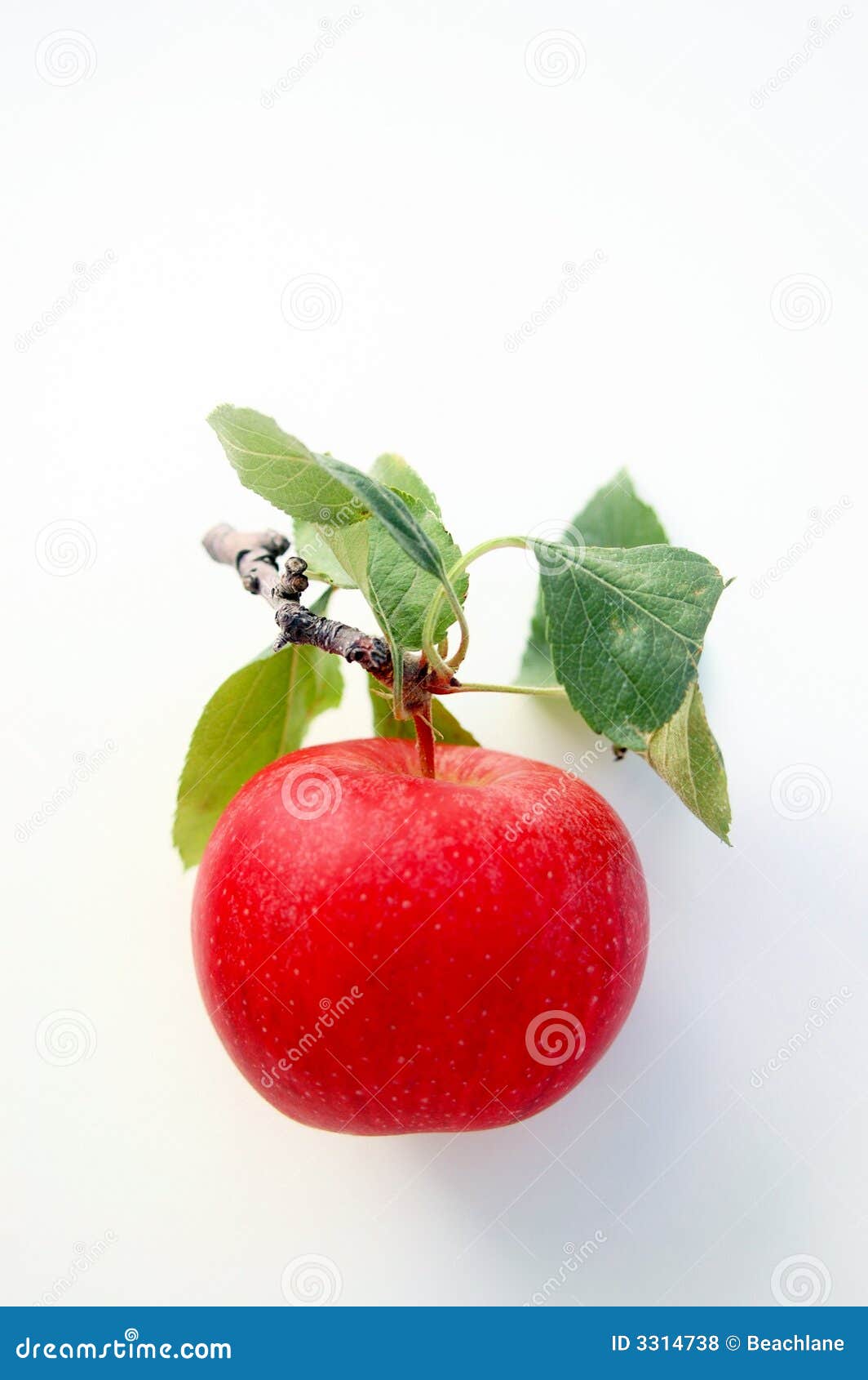 Beautiful Red Apple stock photo. Image of health, cardinal - 3314738