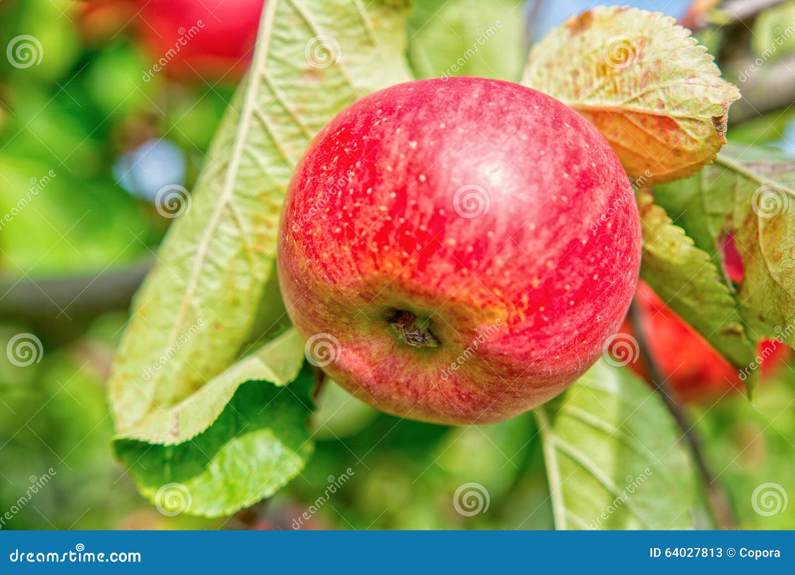 Beautiful red apple stock image. Image of color, plant - 64027813