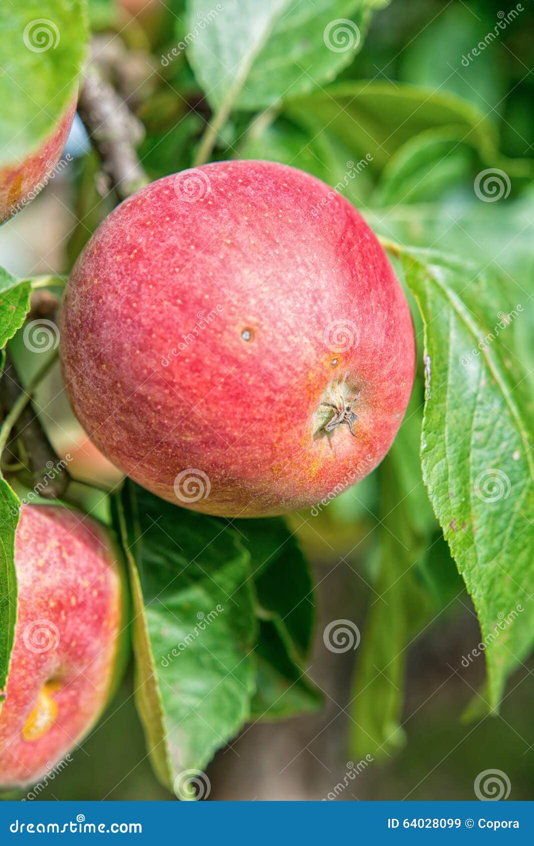 Beautiful red apple stock image. Image of apple, branch - 64028099