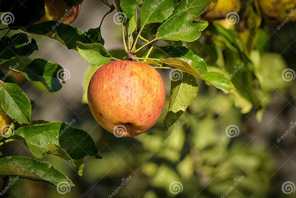 Beautiful Red Apple on a Tree Stock Image - Image of season, trees ...