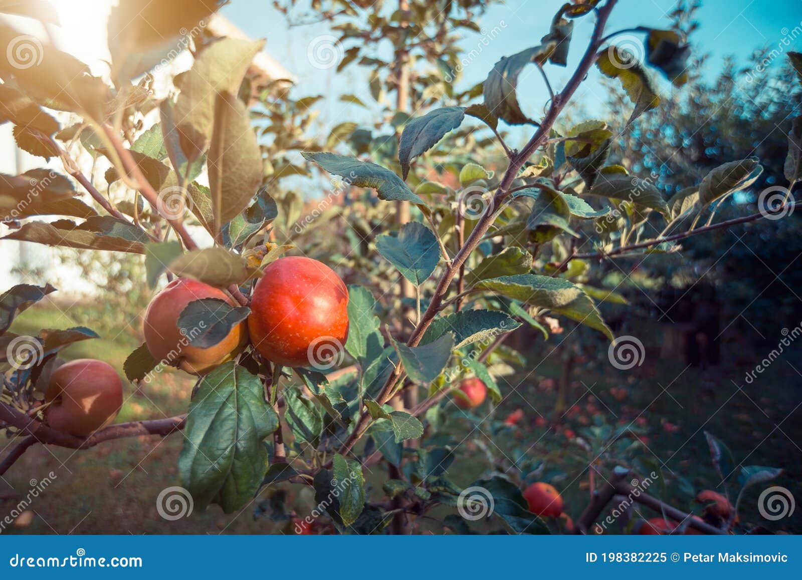 Beautiful Red Apples Hanging from a Tree Stock Image - Image of life ...