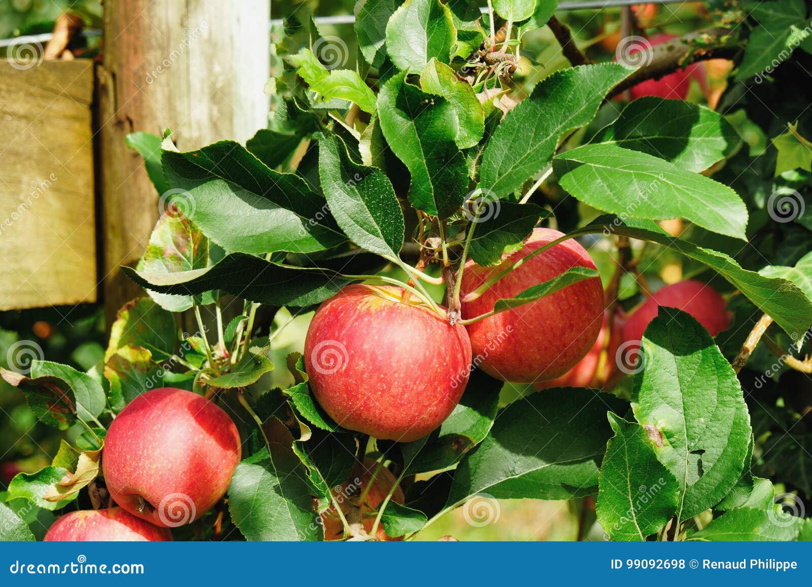 Beautiful Red Apples on Tree in the Orchard Stock Photo - Image of ...