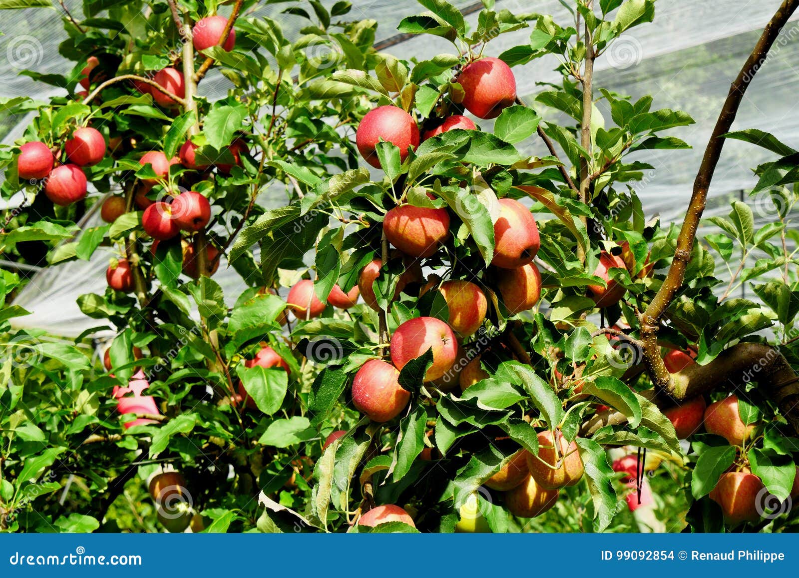 Beautiful Red Apples on Tree in the Orchard Stock Photo - Image of ...